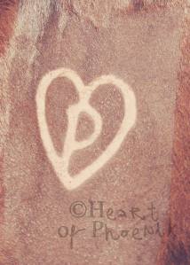 FREEZE BRAND DIRECTORY - Heart of Phoenix: THE OFFICIAL BLOG