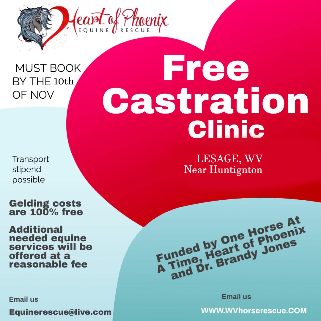 Free Gelding Surgery in WV / Ky and Oh on November 19th - More than a ...
