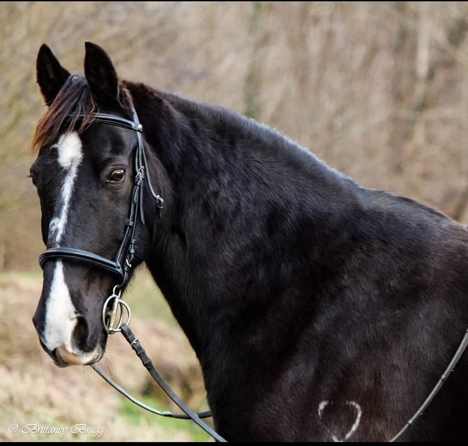 Surrending Your Horse To Heart of Phoenix - The BLOG of Heart of Phoenix