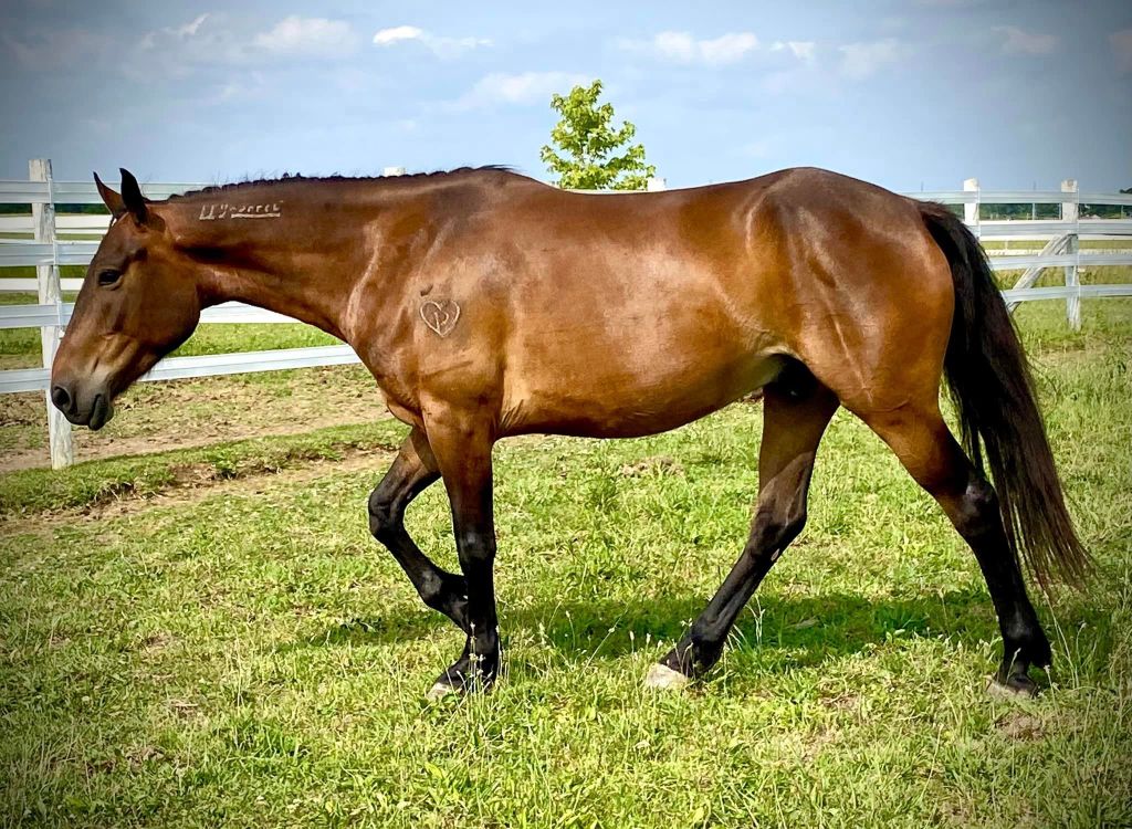 Safety Net Services for Horse Owners - Heart of Phoenix: THE OFFICIAL BLOG